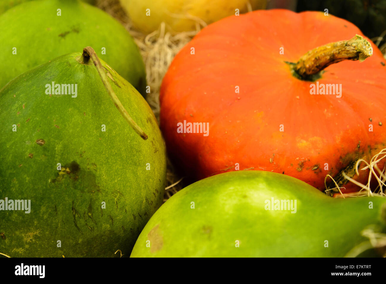 pumpkins and gourds of different colors and sizes Stock Photo - Alamy
