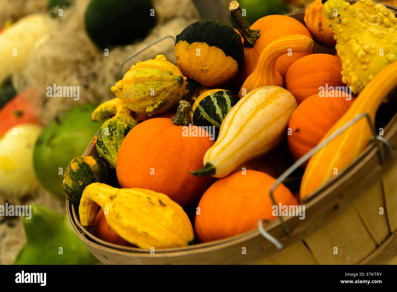 pumpkins and gourds of different colors and sizes Stock Photo - Alamy