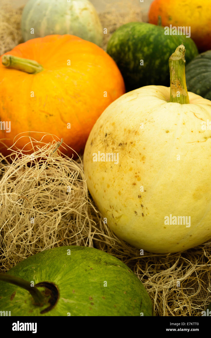 pumpkins and gourds of different colors and sizes Stock Photo - Alamy