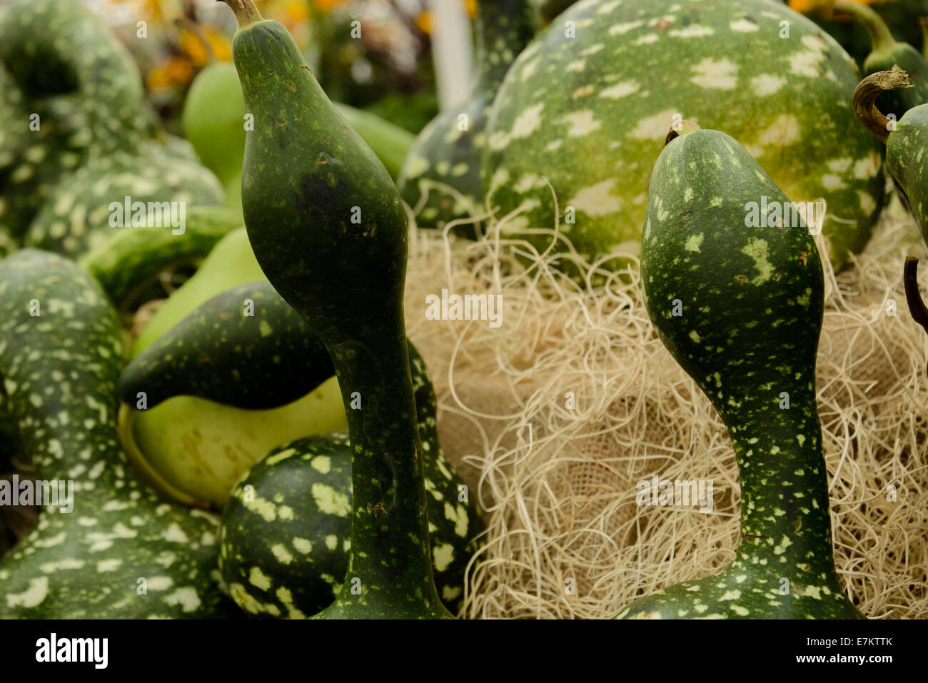 Halloween gourds of different colors and sizes Stock Photo - Alamy