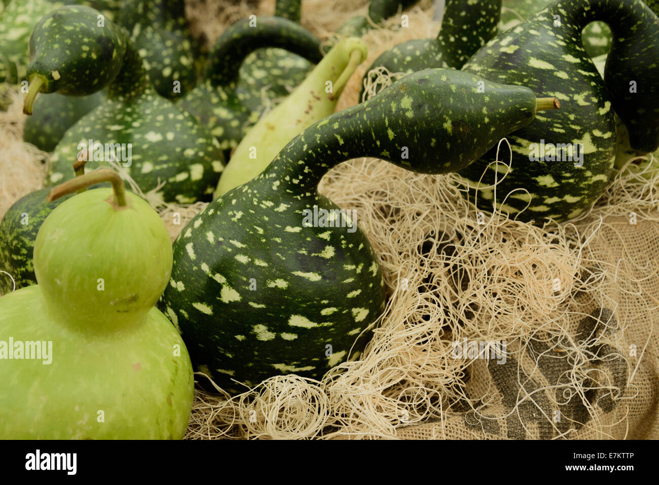 Halloween gourds of different colors and sizes Stock Photo - Alamy