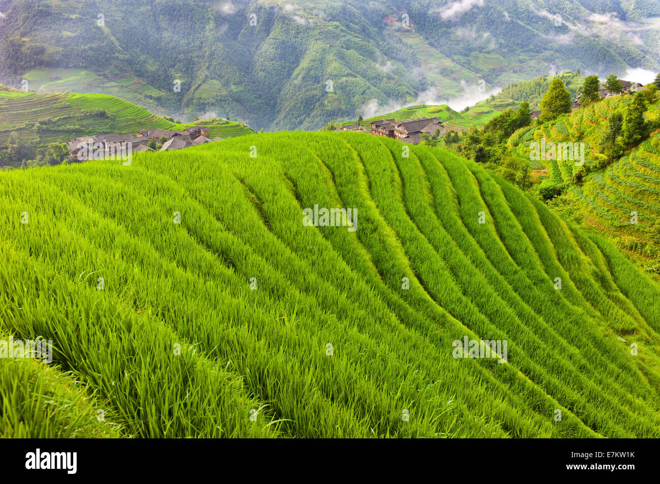 Longji rice terraces on the Dragon's Backbone, China Stock Photo - Alamy