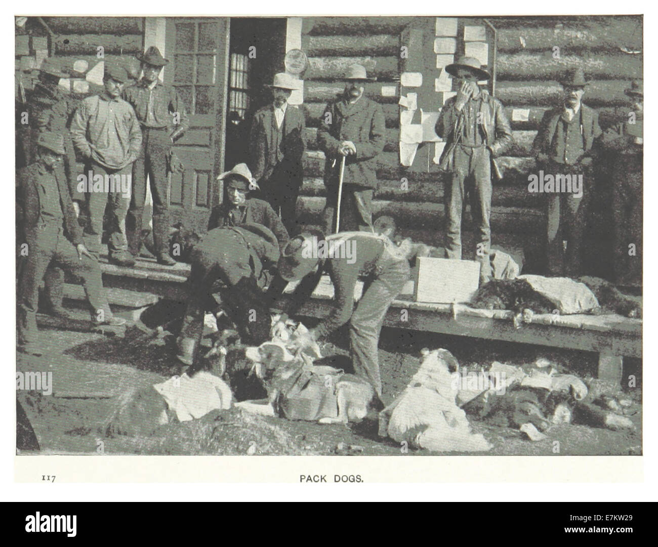 This 1899 sketch by Hitchcock depicts pack dogs in Dawson, showcasing ...