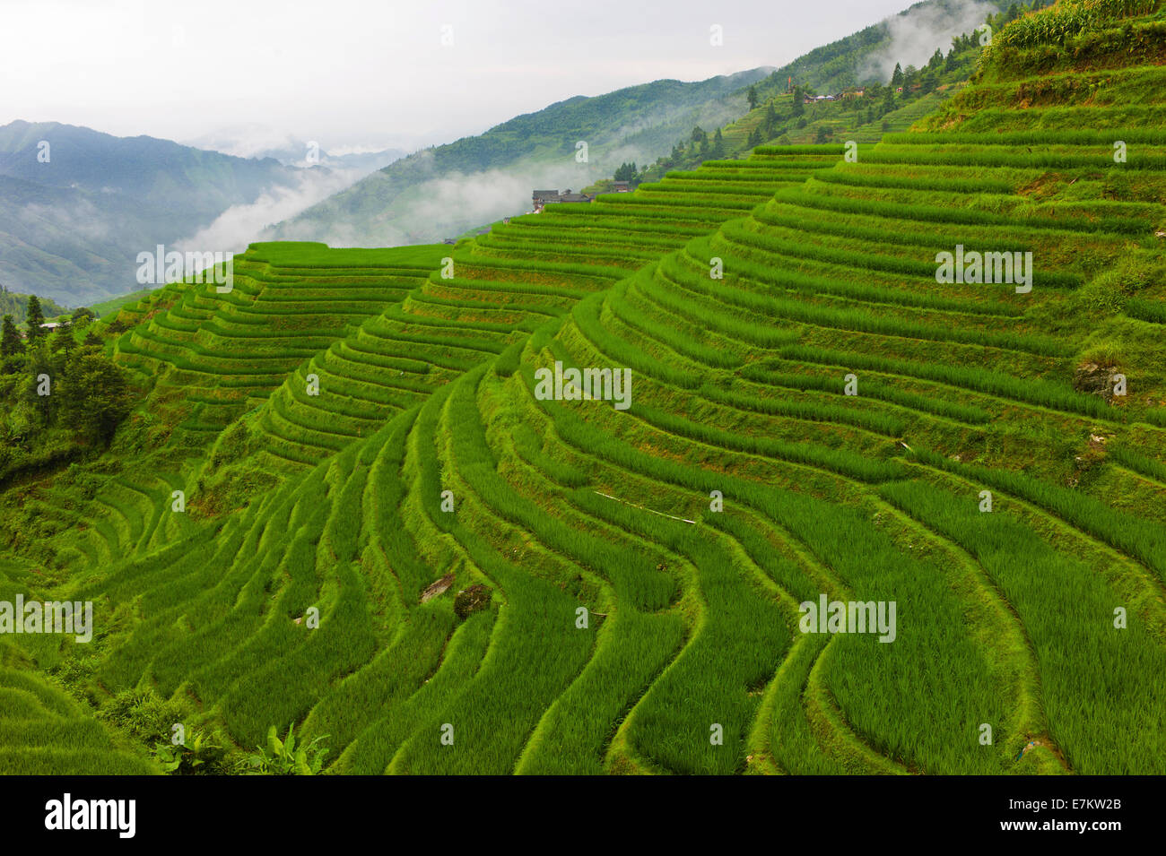 Longji rice terraces on the Dragon's Backbone, China Stock Photo - Alamy