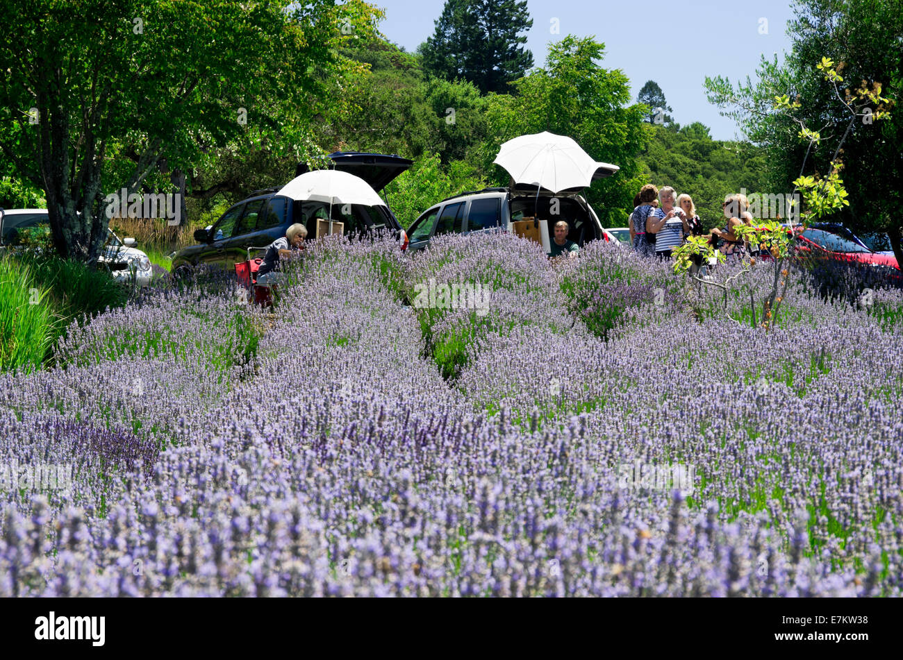 Lavender purple cars hi-res stock photography and images - Alamy
