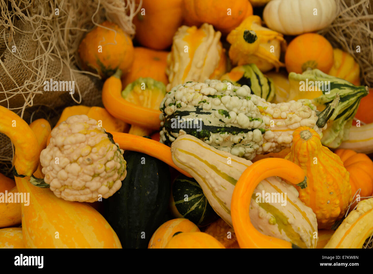 Halloween gourds of different colors and sizes Stock Photo - Alamy