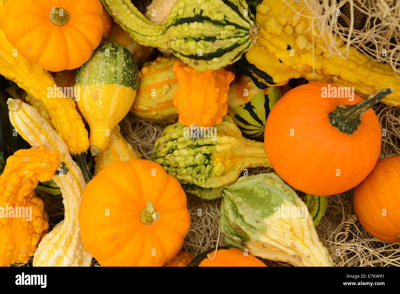 gourds of different colors and sizes Stock Photo - Alamy