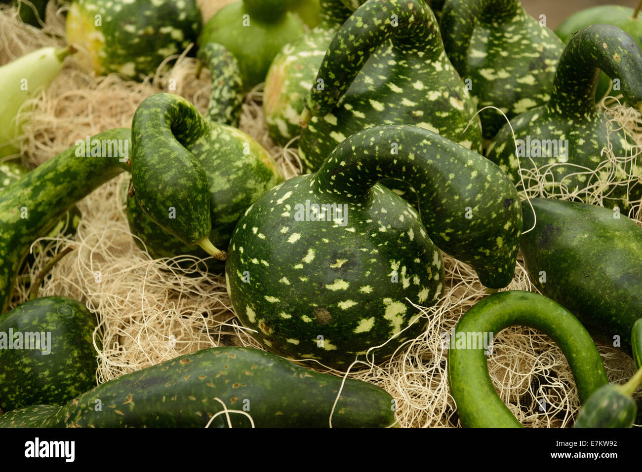gourds of different colors and sizes Stock Photo - Alamy