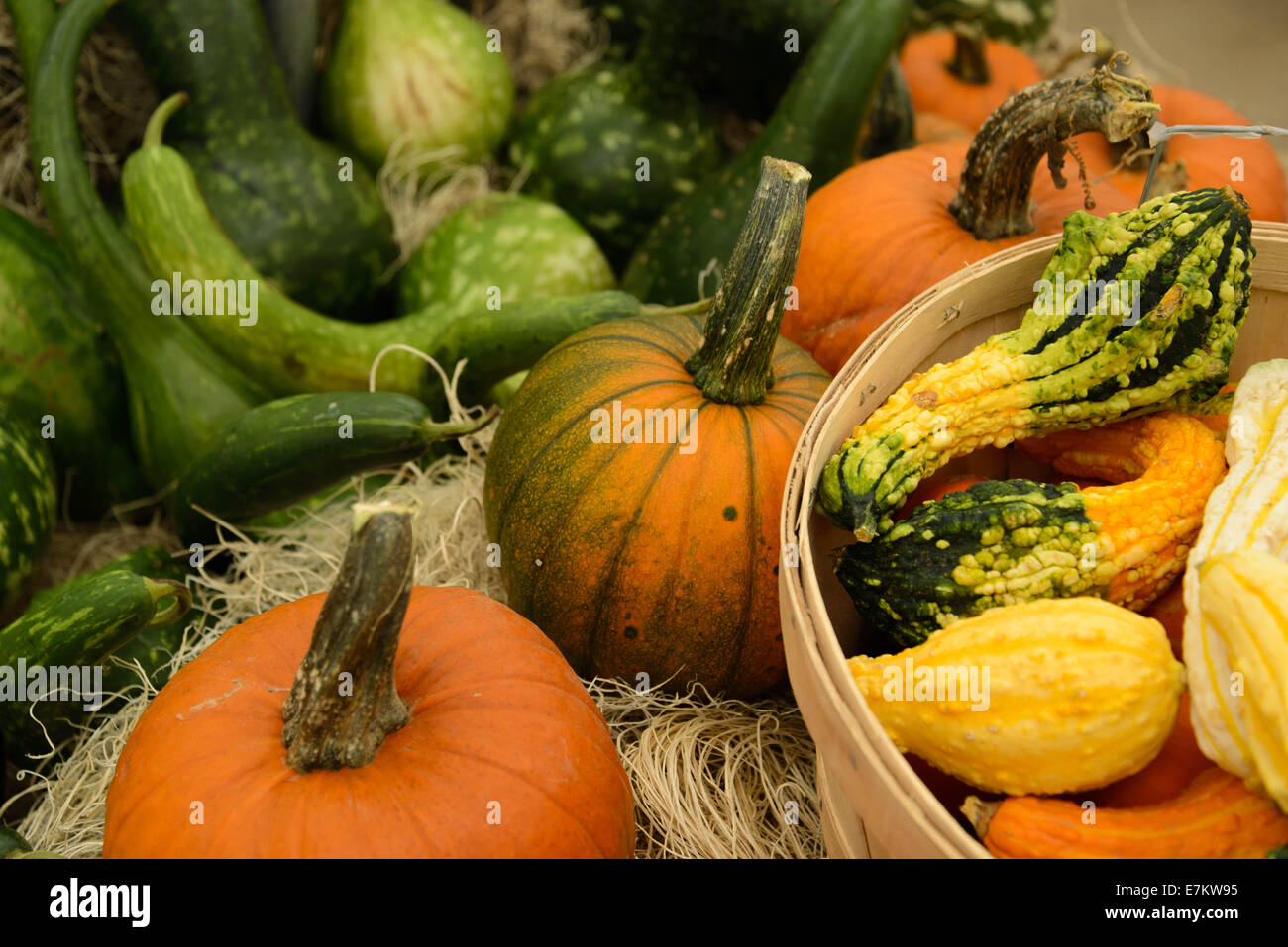 gourds of different colors and sizes Stock Photo - Alamy