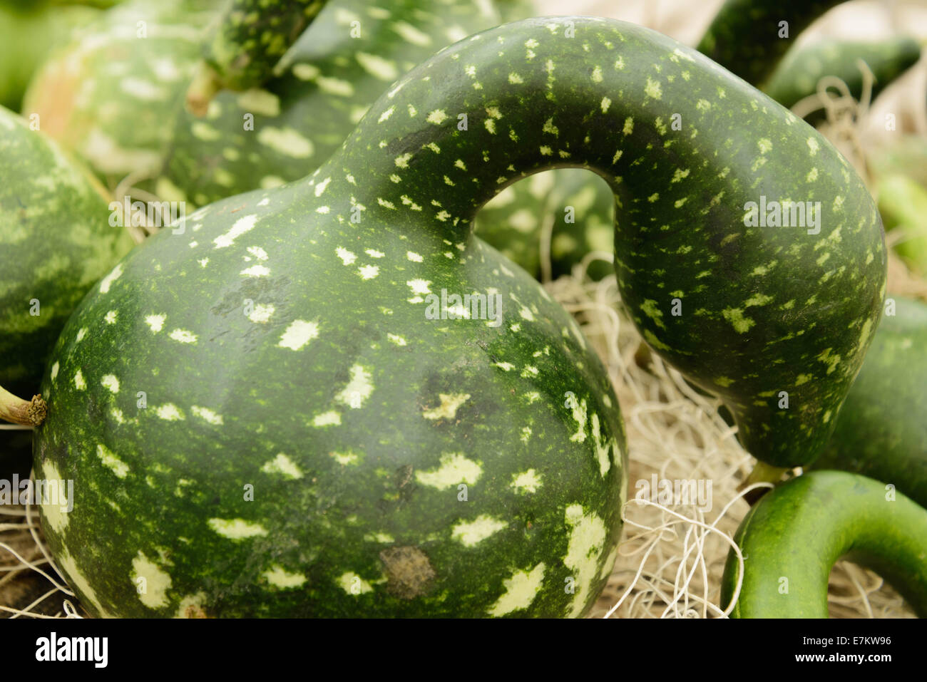 gourds of different colors and sizes Stock Photo - Alamy