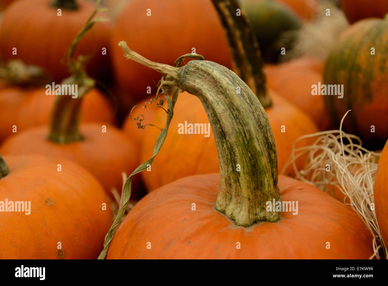 gourds of different colors and sizes Stock Photo - Alamy