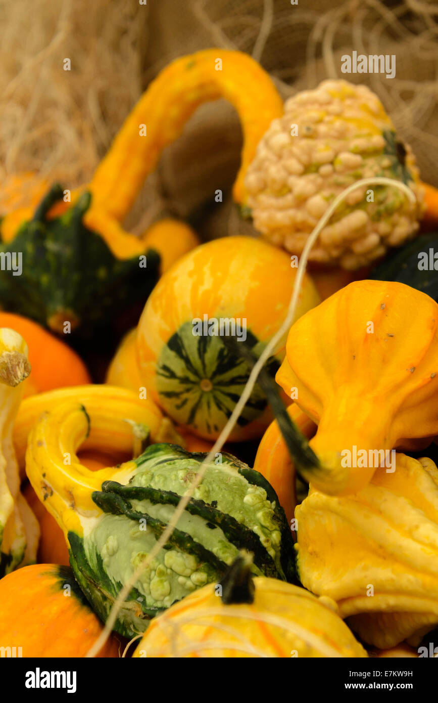 gourds of different colors and sizes Stock Photo - Alamy