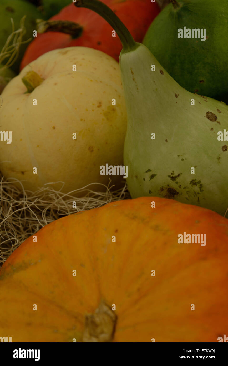 gourds of different colors and sizes Stock Photo - Alamy