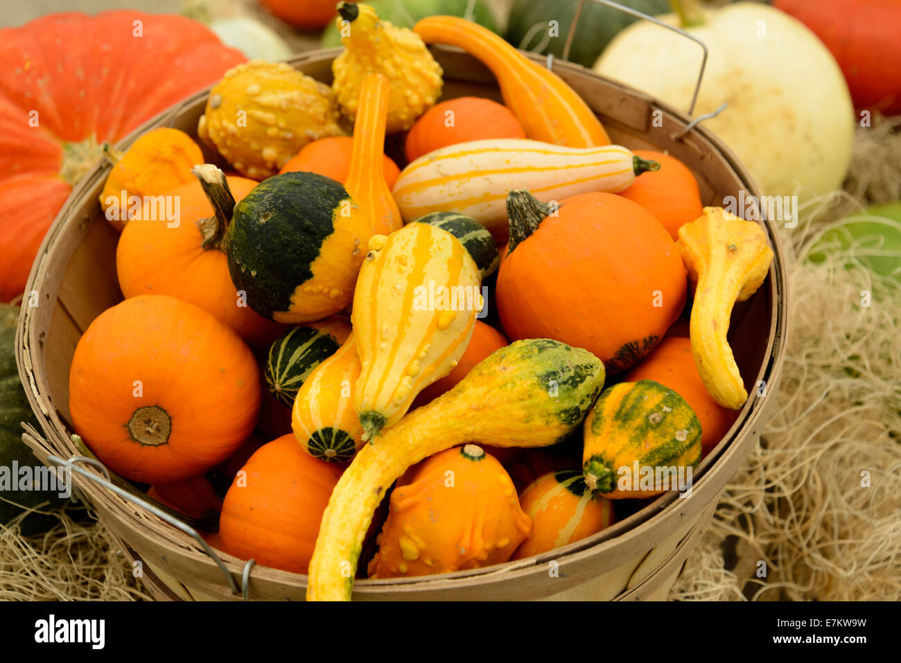 gourds of different colors and sizes Stock Photo - Alamy