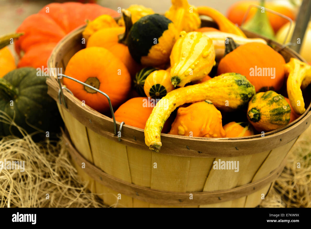 gourds of different colors and sizes Stock Photo - Alamy