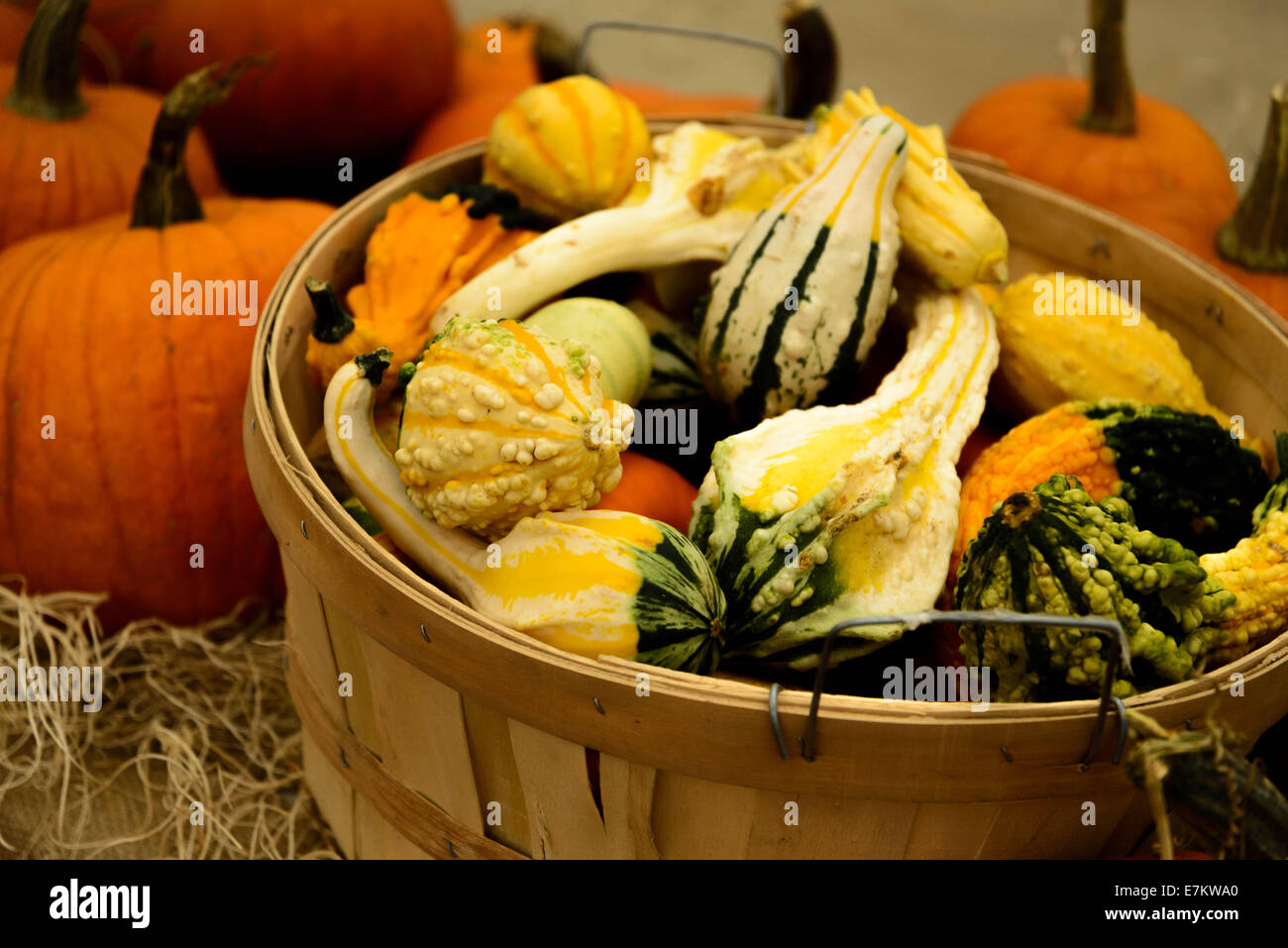 gourds of different colors and sizes Stock Photo - Alamy