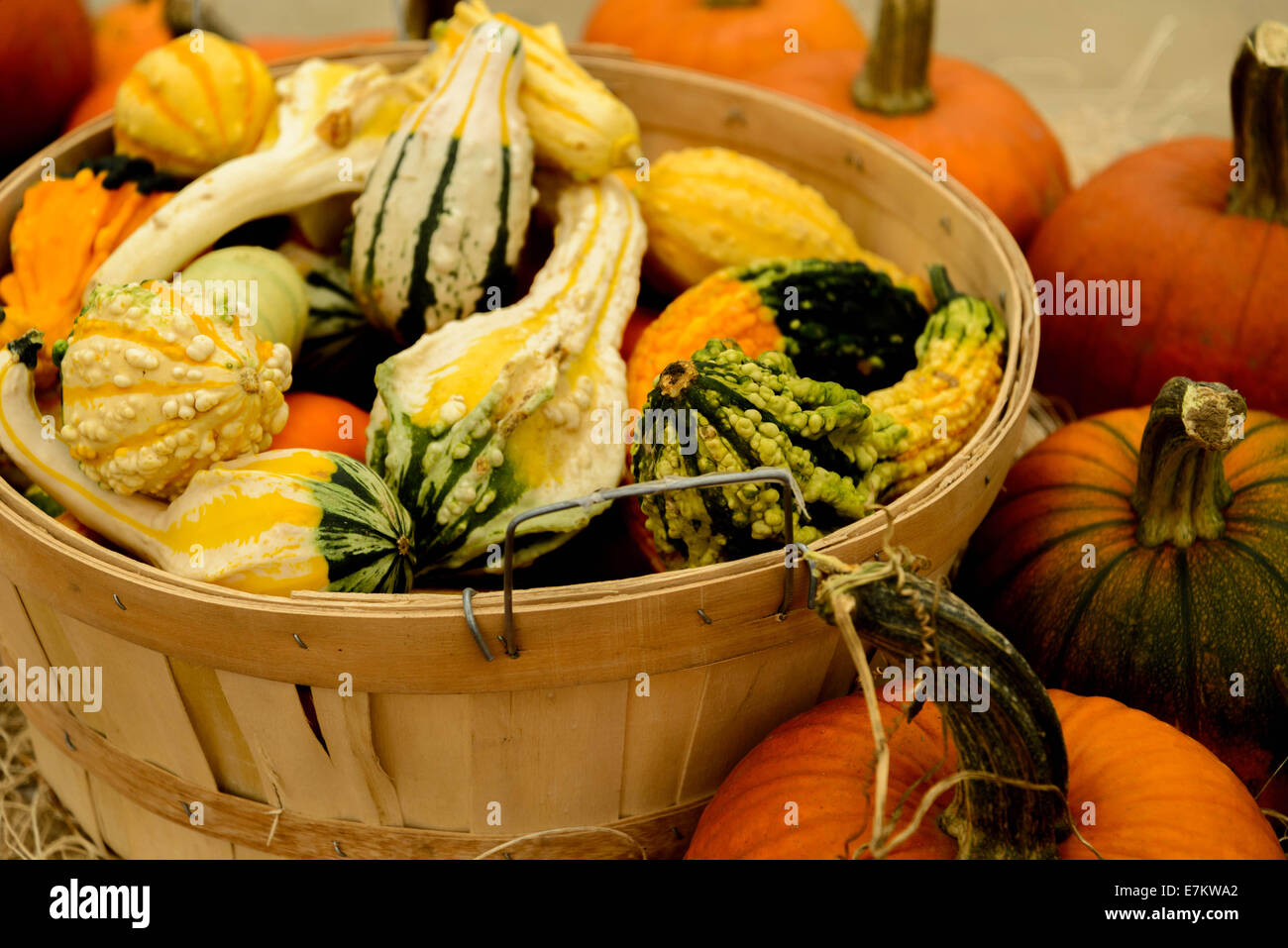 gourds of different colors and sizes Stock Photo - Alamy