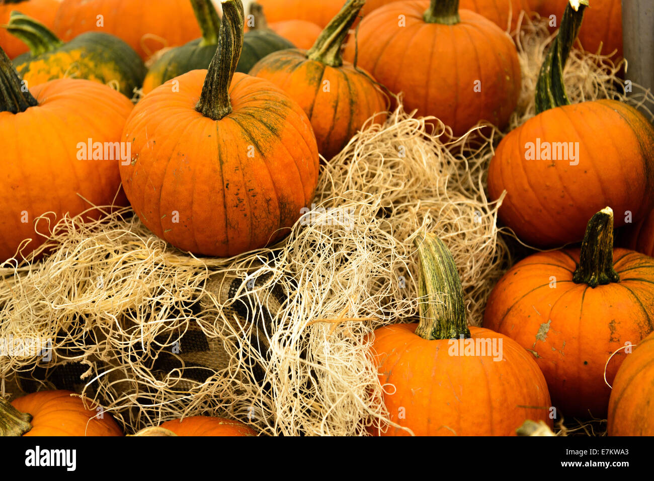 gourds of different colors and sizes Stock Photo - Alamy