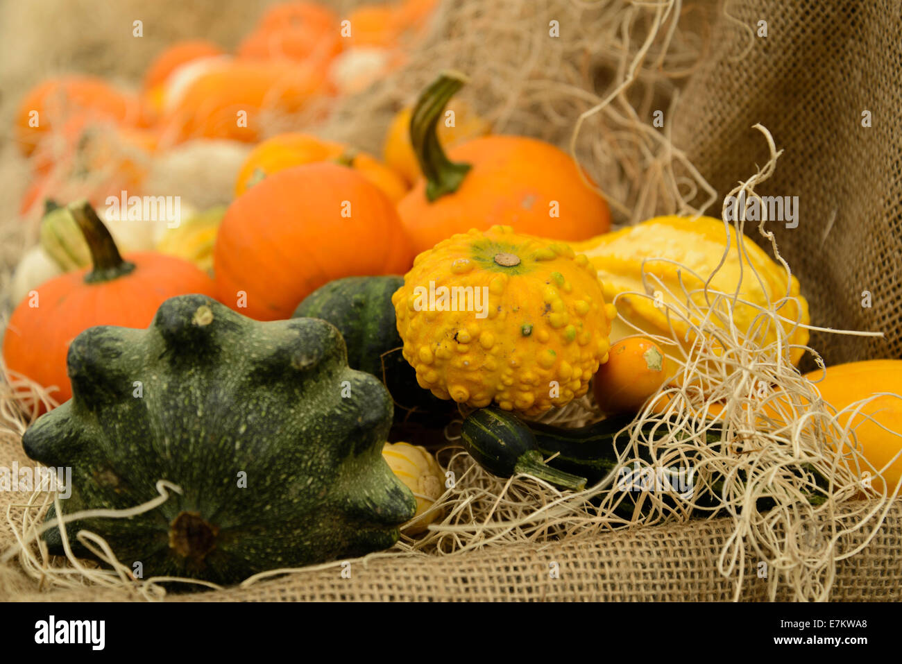 gourds of different colors and sizes Stock Photo - Alamy