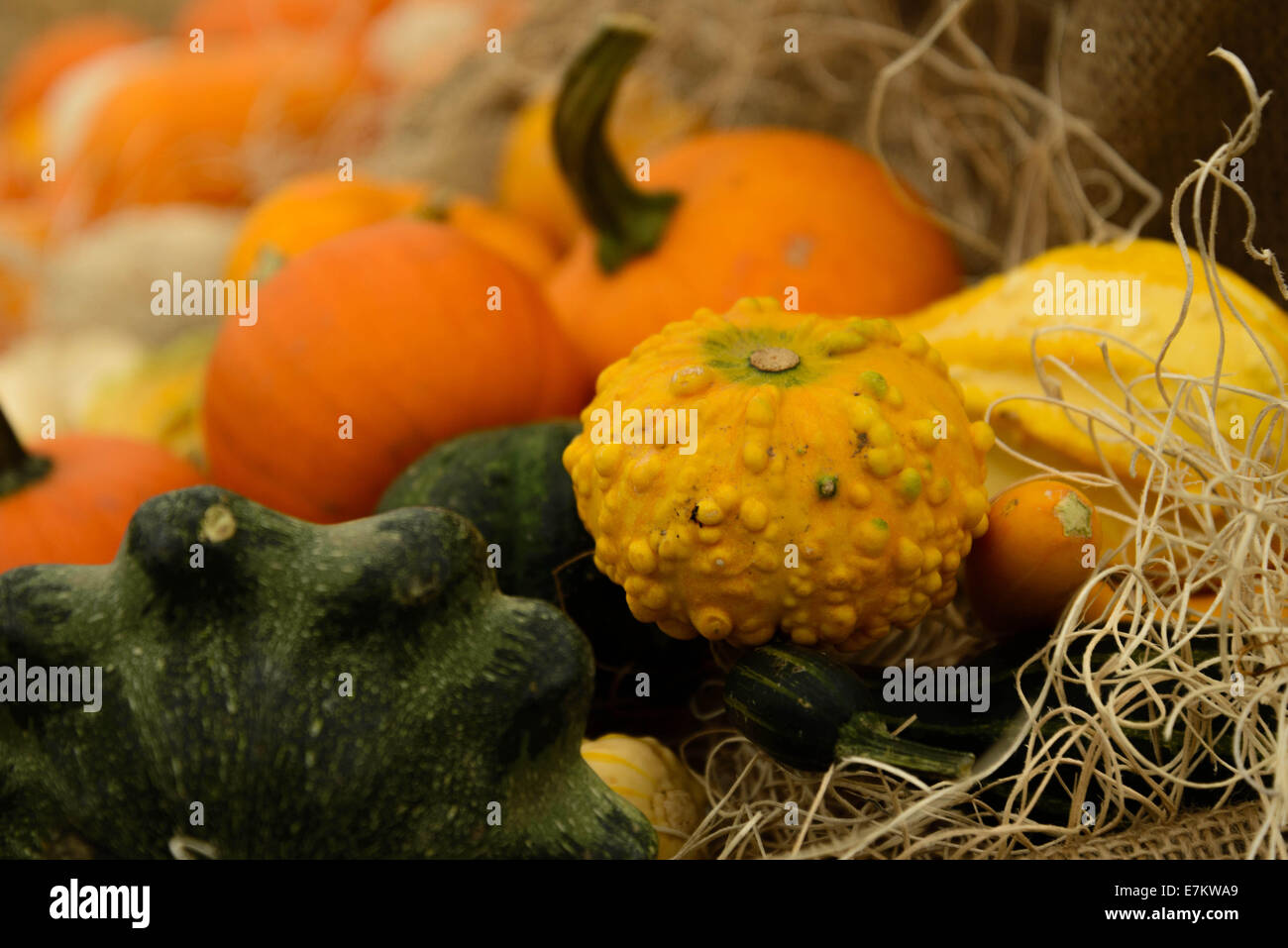 gourds of different colors and sizes Stock Photo - Alamy