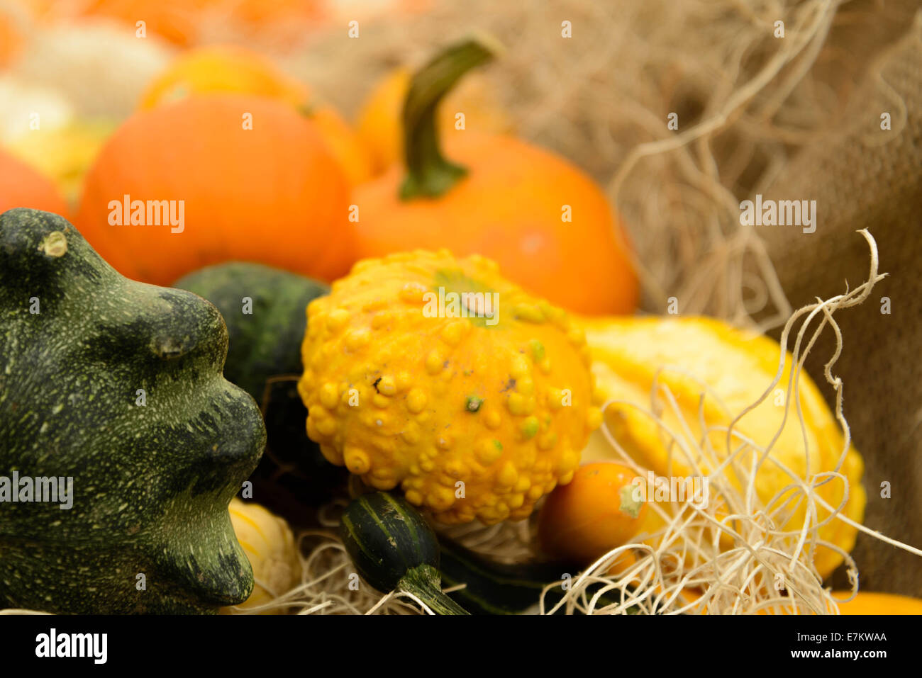 gourds of different colors and sizes Stock Photo - Alamy