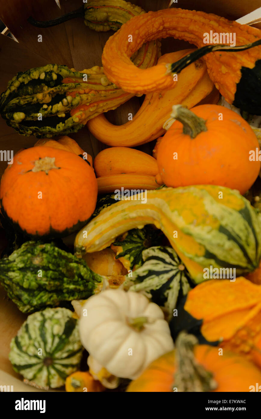 gourds of different colors and sizes Stock Photo - Alamy