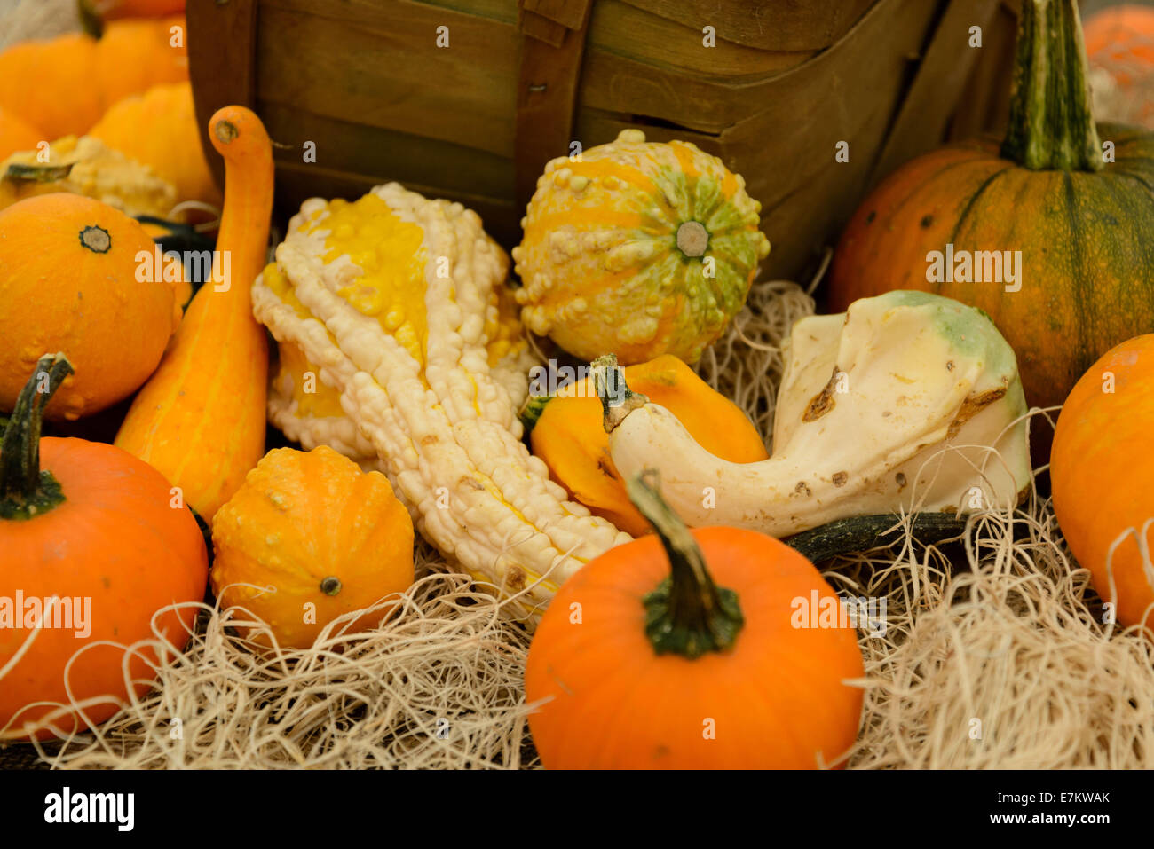 gourds of different colors and sizes Stock Photo - Alamy