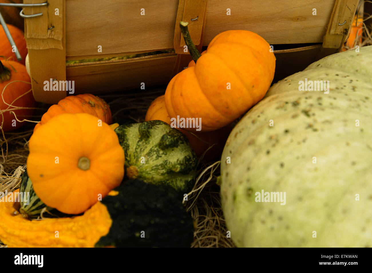 gourds of different colors and sizes Stock Photo - Alamy