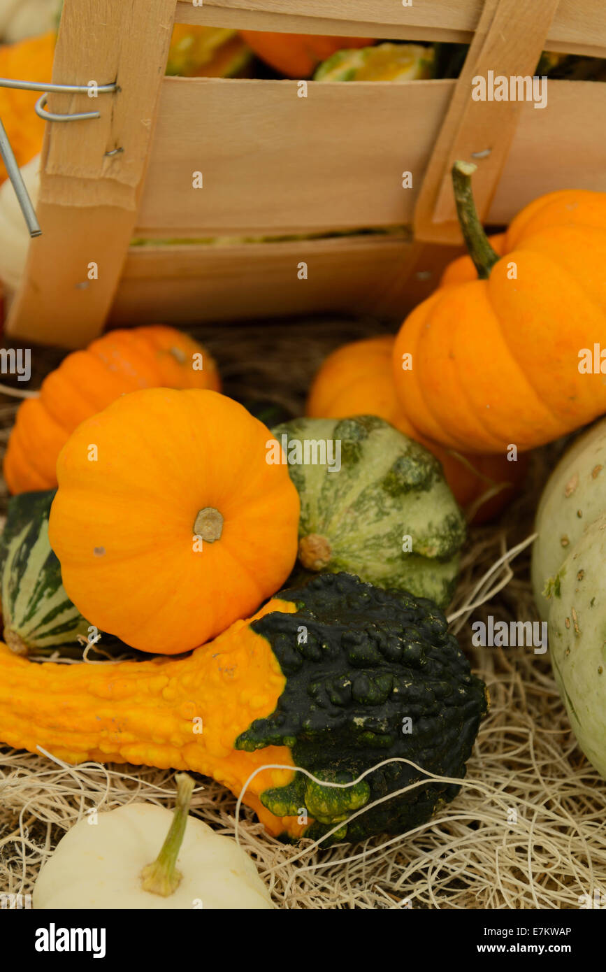 gourds of different colors and sizes Stock Photo - Alamy