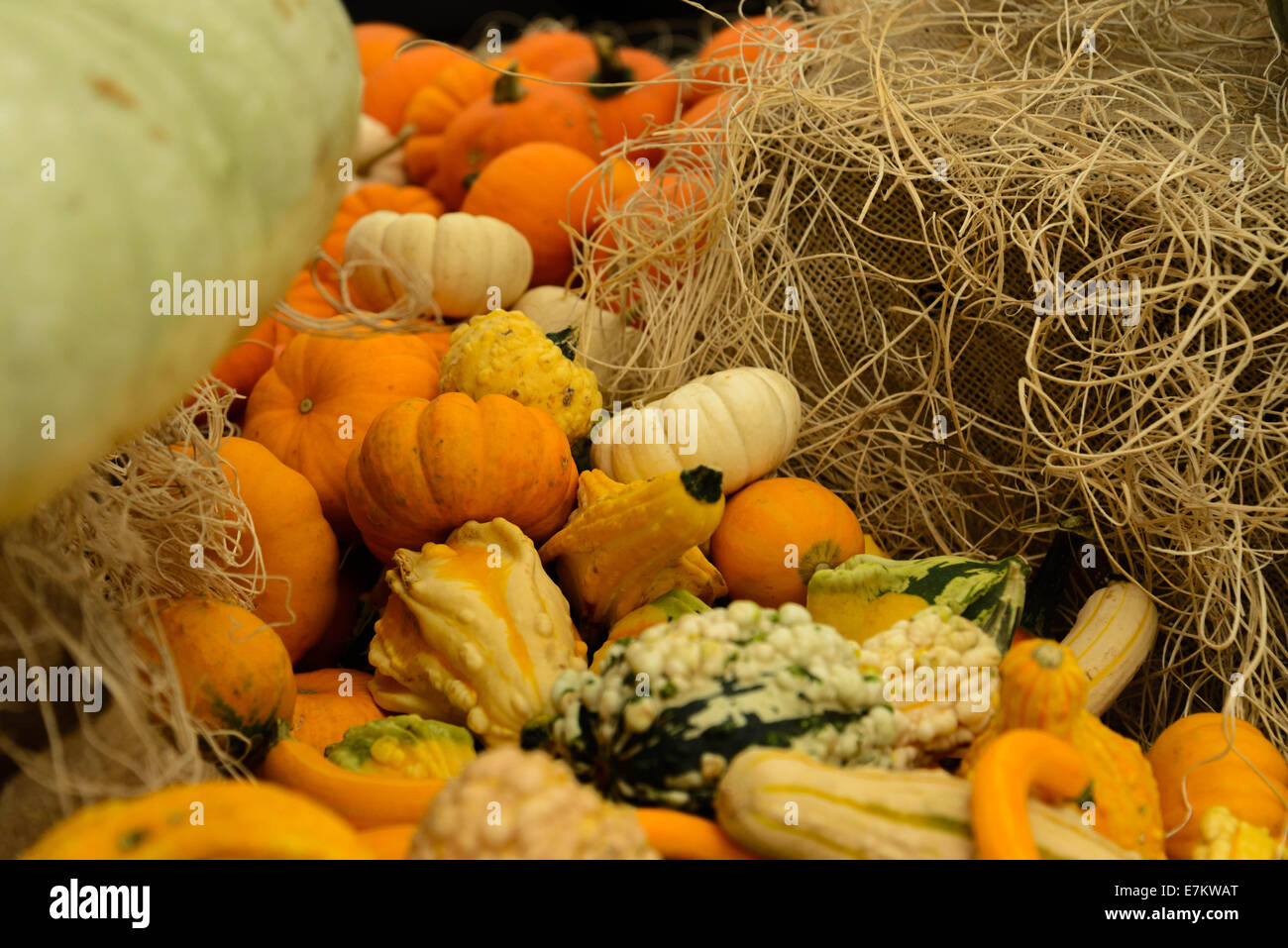 gourds of different colors and sizes Stock Photo - Alamy