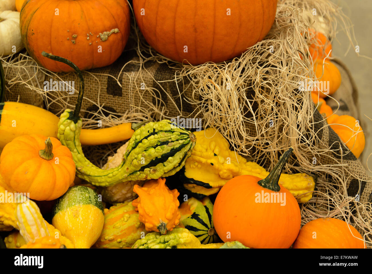 gourds of different colors and sizes Stock Photo - Alamy