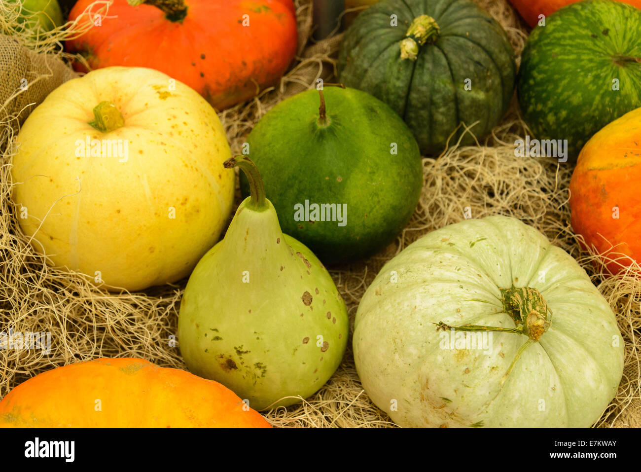 gourds of different colors and sizes Stock Photo - Alamy