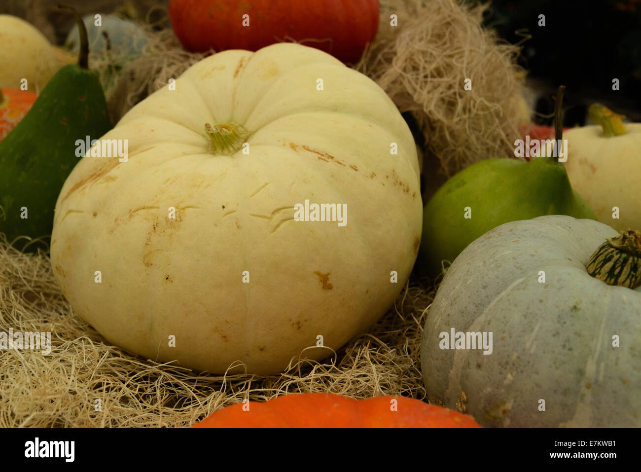 gourds of different colors and sizes Stock Photo - Alamy