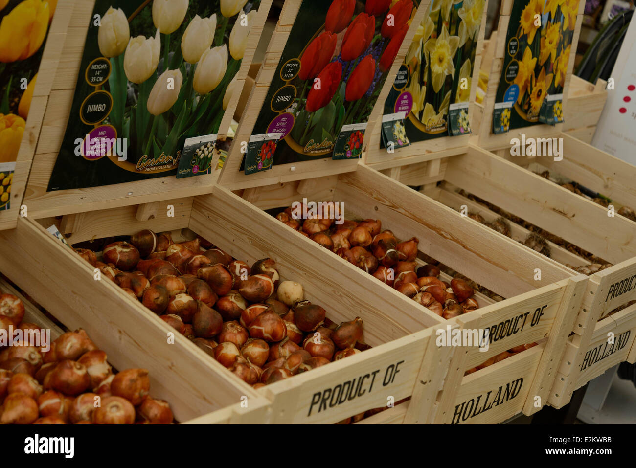 assorted crates of tulip bulbs Stock Photo - Alamy
