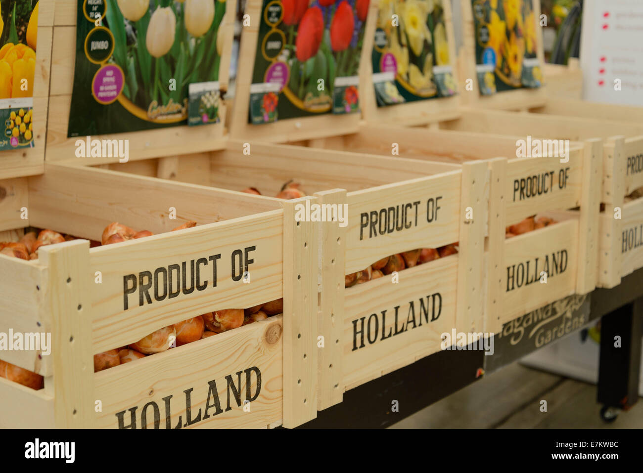 assorted crates of tulip bulbs Stock Photo - Alamy