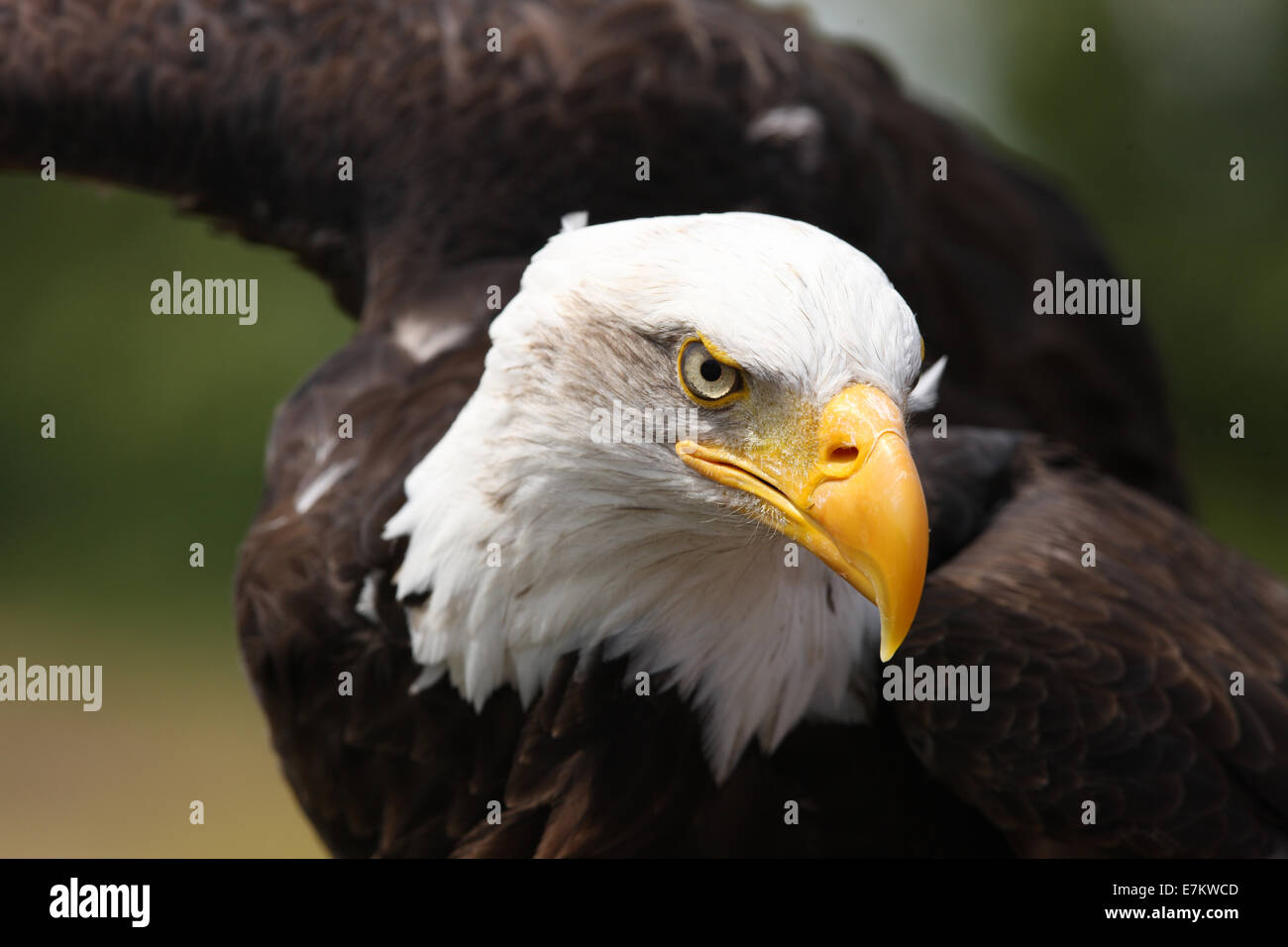 Close up of a Bald Eagle Stock Photo - Alamy