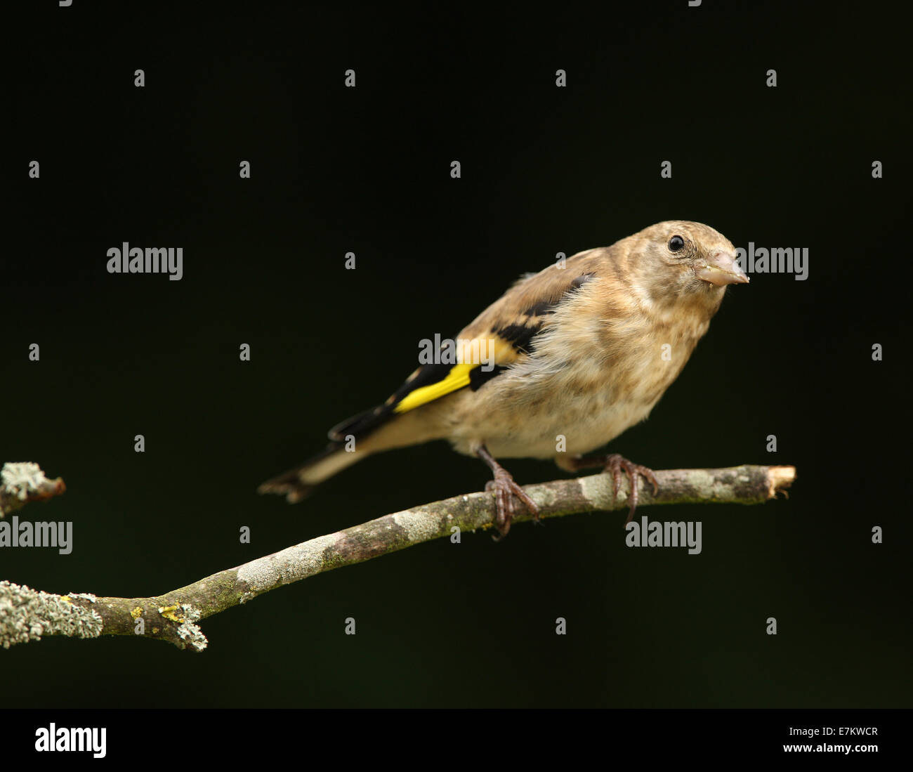 Female goldfinch hi-res stock photography and images - Alamy
