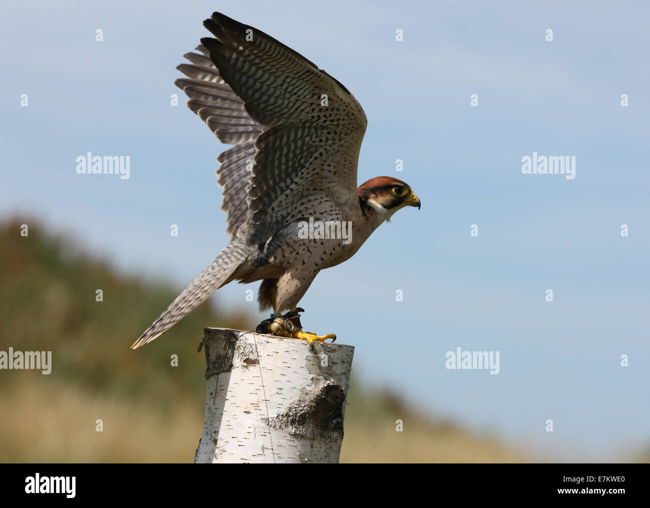 Peregrine falcon hi-res stock photography and images - Alamy