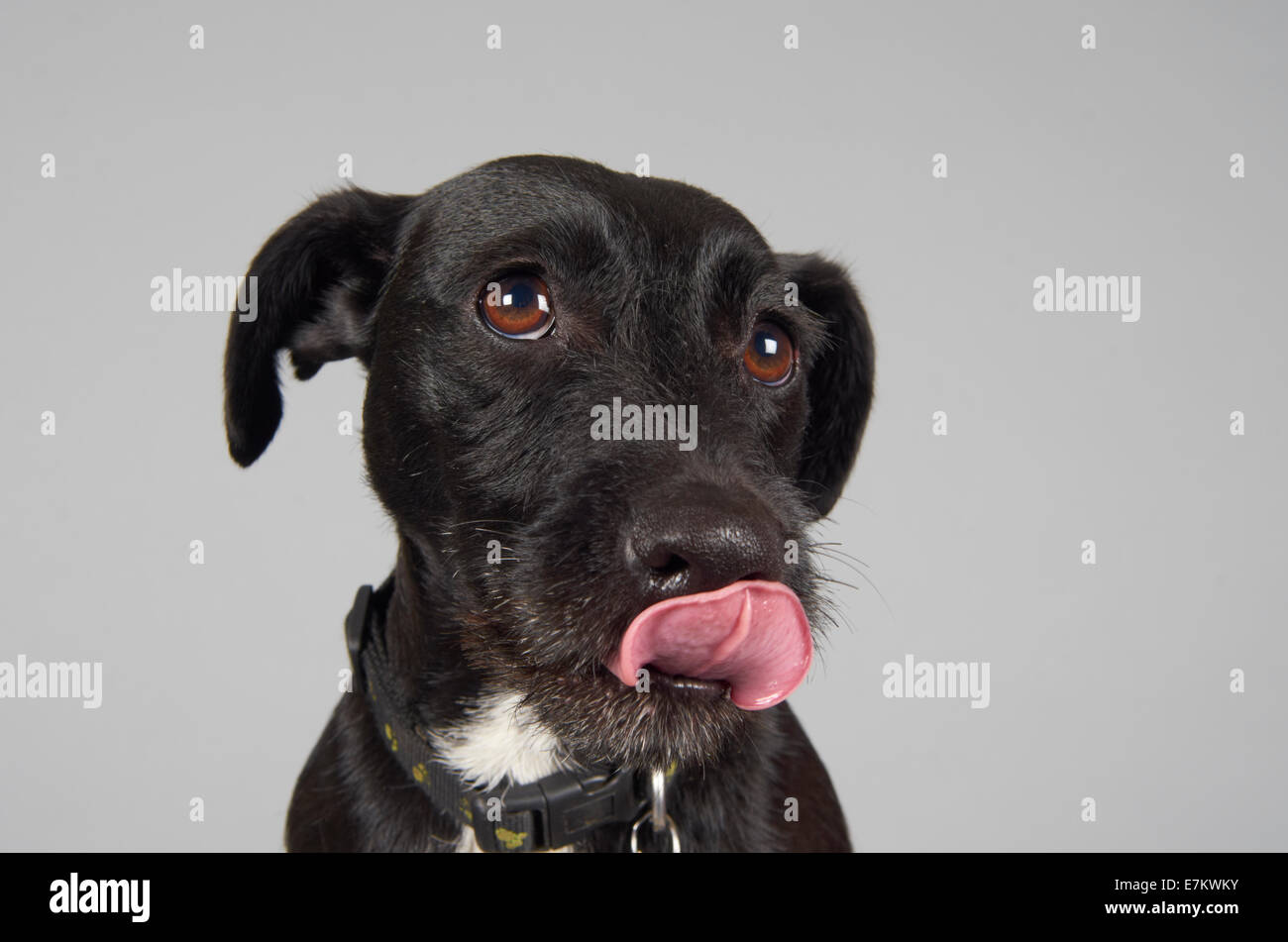 Patterjack hi-res stock photography and images - Alamy