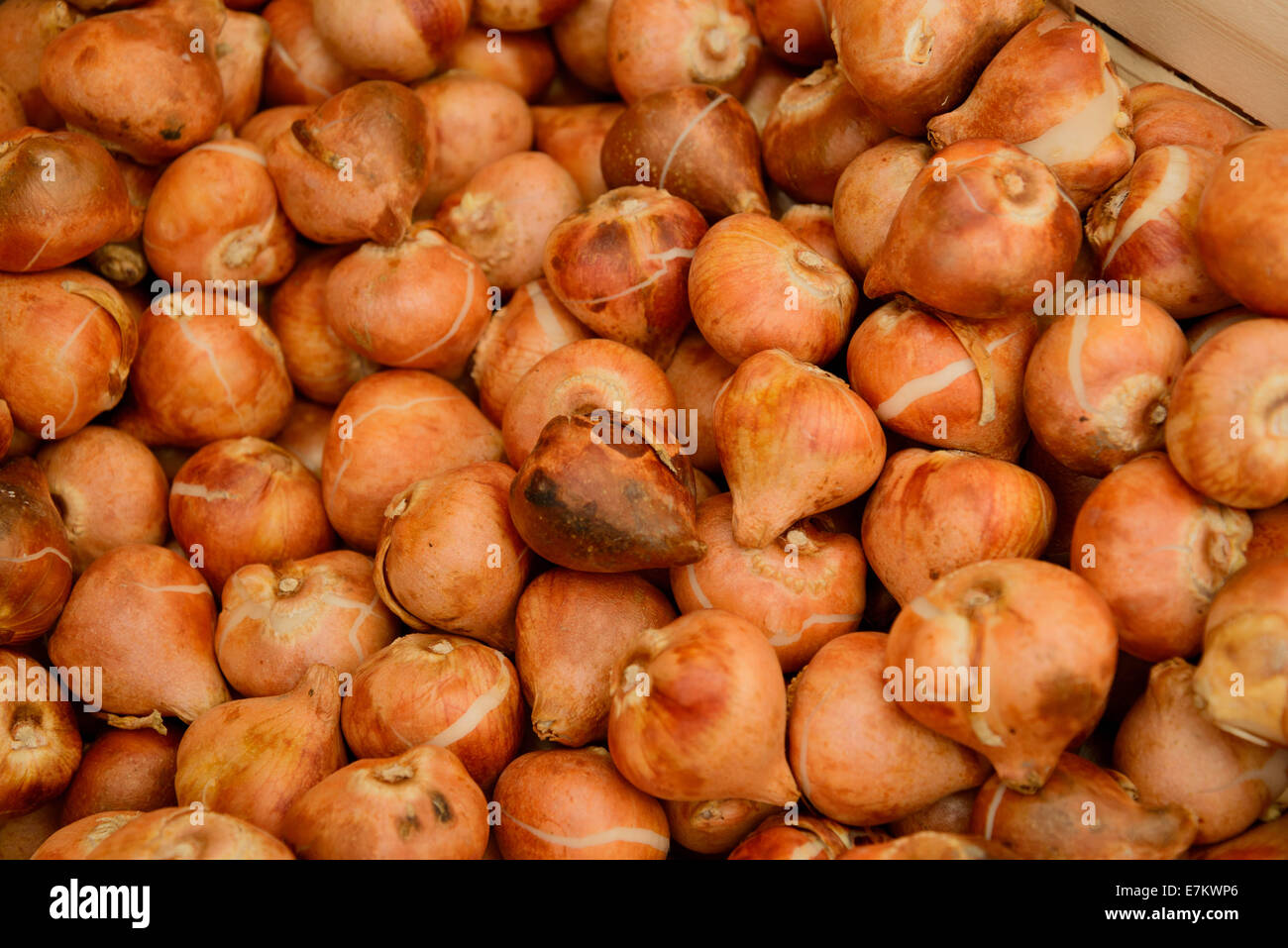 assorted crates of tulip bulbs Stock Photo - Alamy