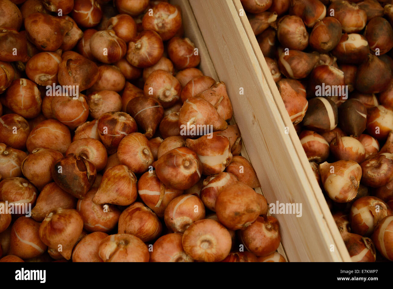 assorted crates of tulip bulbs Stock Photo - Alamy