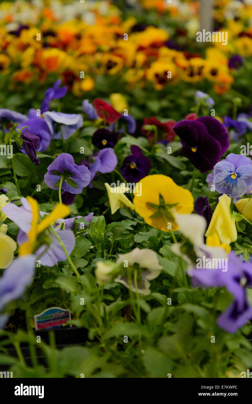 palettes of multi-colored pansies in a nursery Stock Photo - Alamy