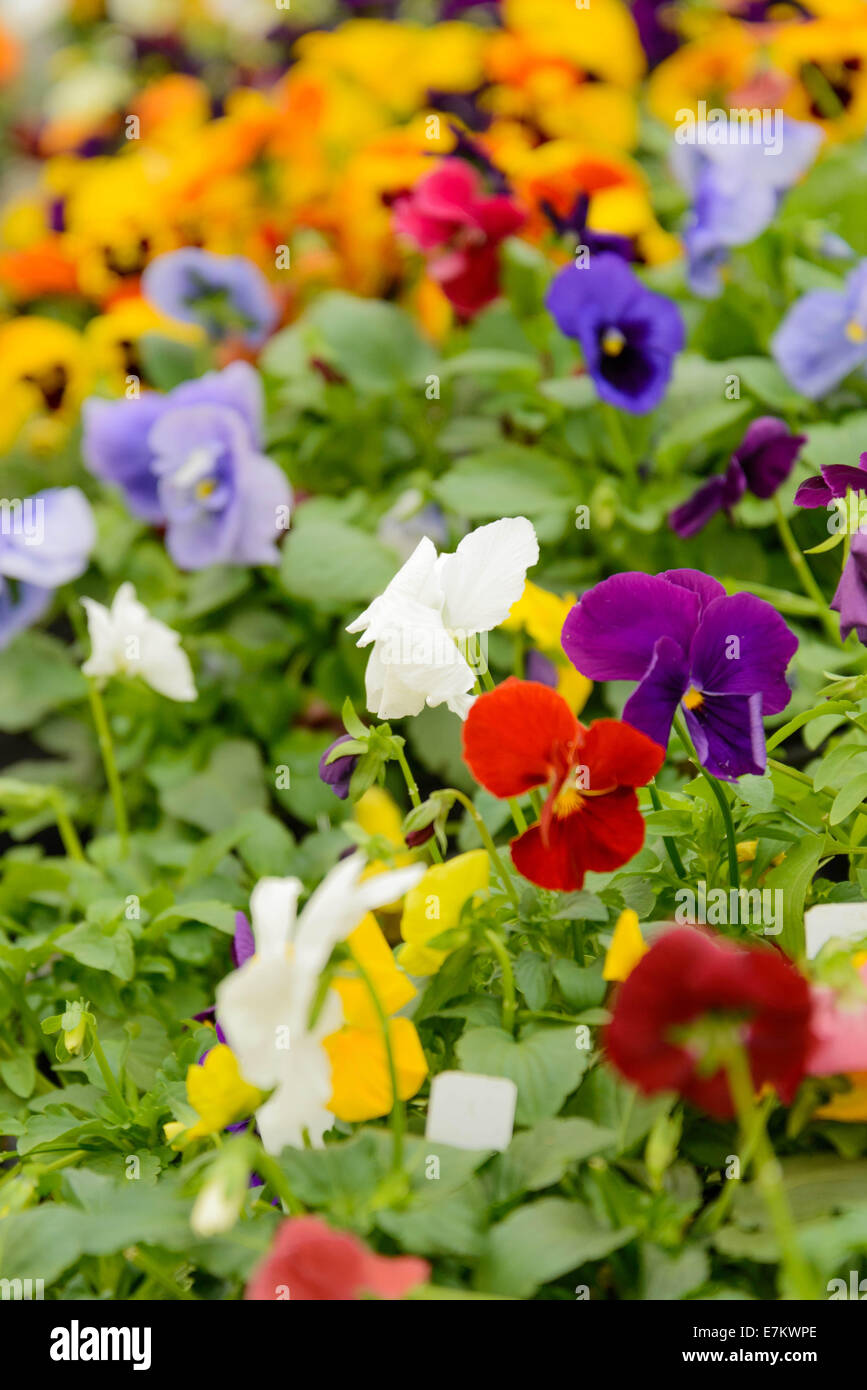 palettes of multi-colored pansies in a nursery Stock Photo - Alamy