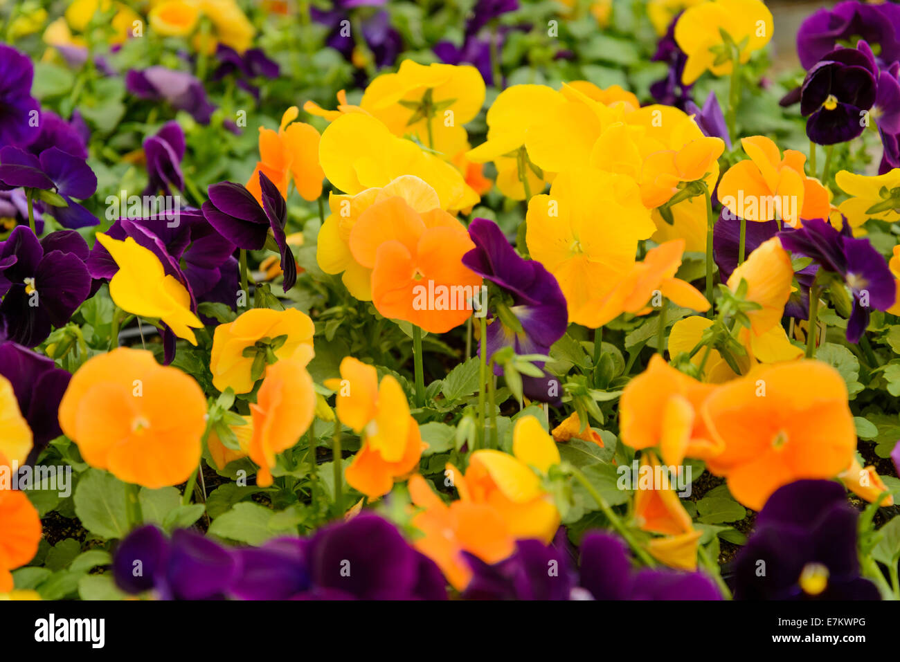 palettes of multi-colored pansies in a nursery Stock Photo - Alamy