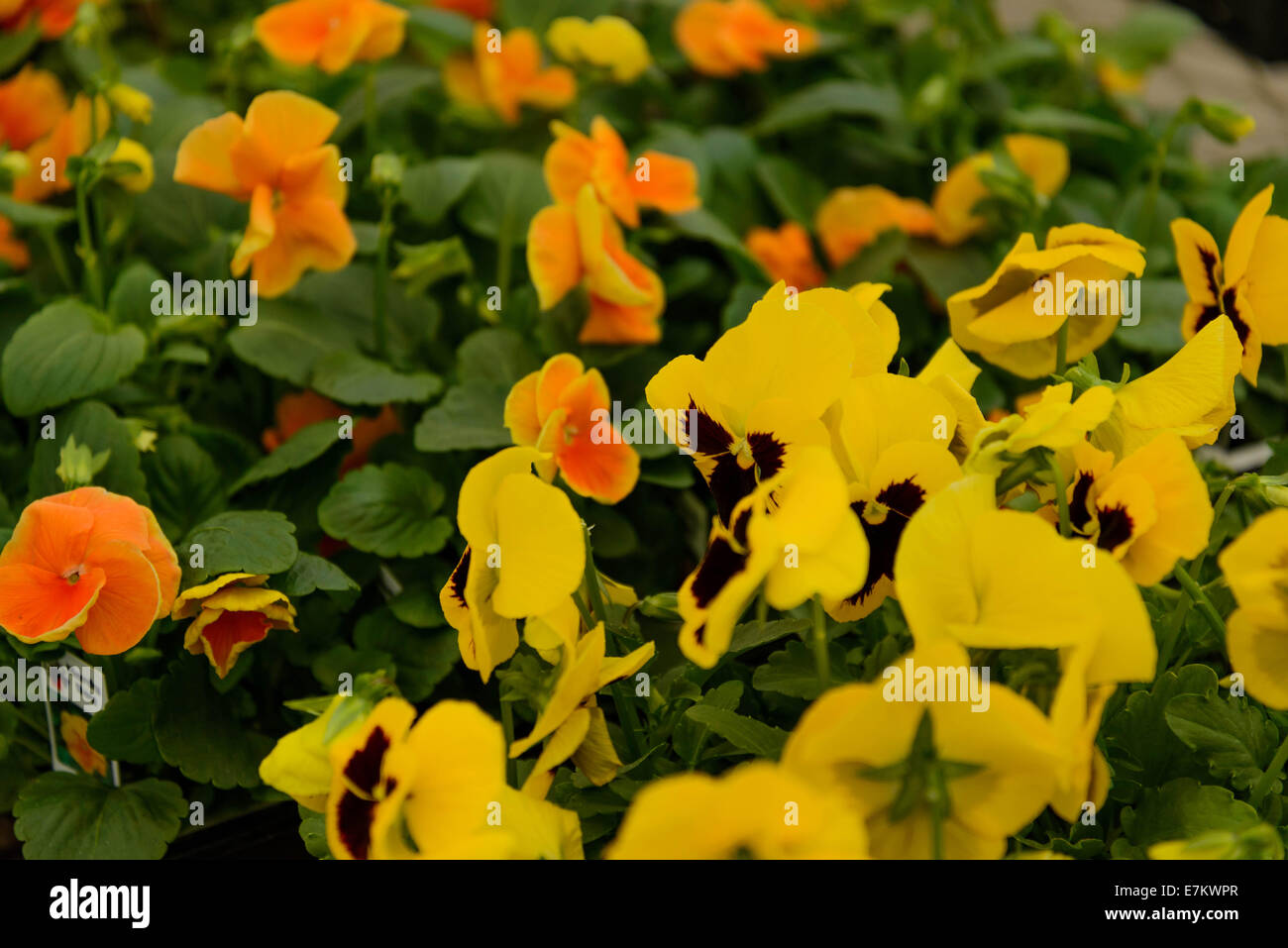 palettes of multi-colored pansies in a nursery Stock Photo - Alamy