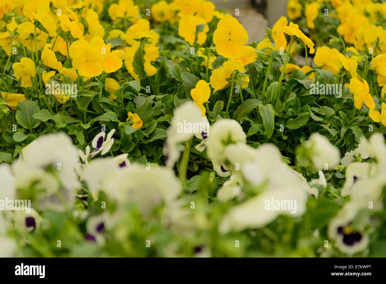 palettes of multi-colored pansies in a nursery Stock Photo - Alamy