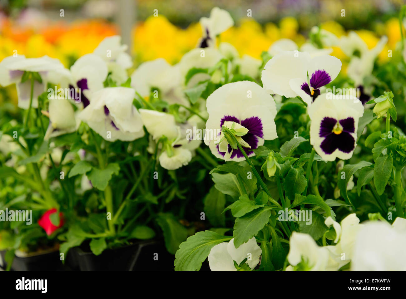 palettes of multi-colored pansies in a nursery Stock Photo - Alamy