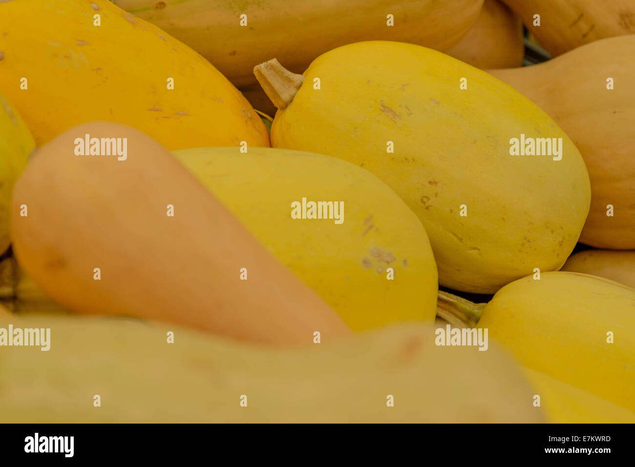 Fresh yellow squash hi-res stock photography and images - Alamy