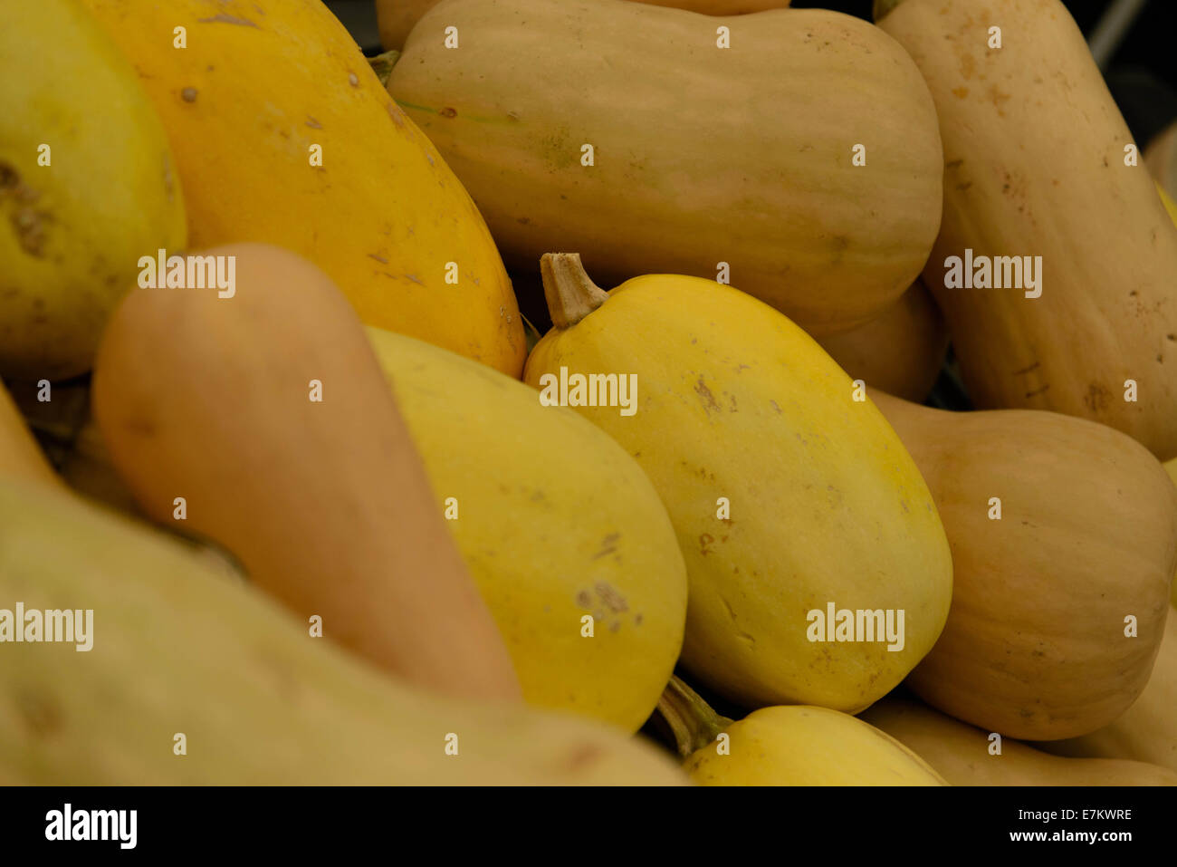 Fresh yellow squash hi-res stock photography and images - Alamy