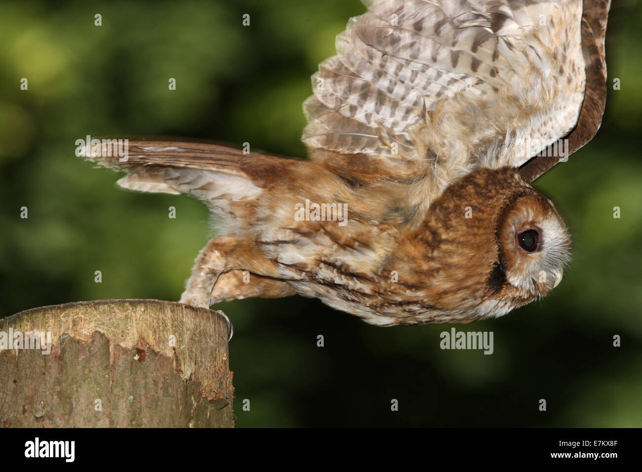 Portrait of a Tawny Owl in flight Stock Photo - Alamy